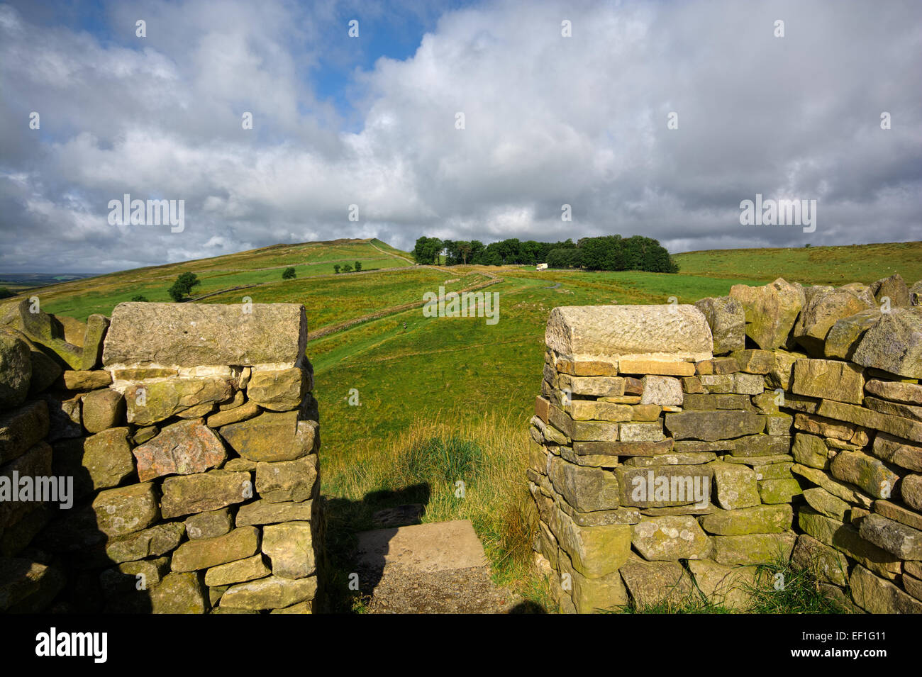 Sycamore Gap on Hardians Wall, Northumberland Stock Photo - Alamy