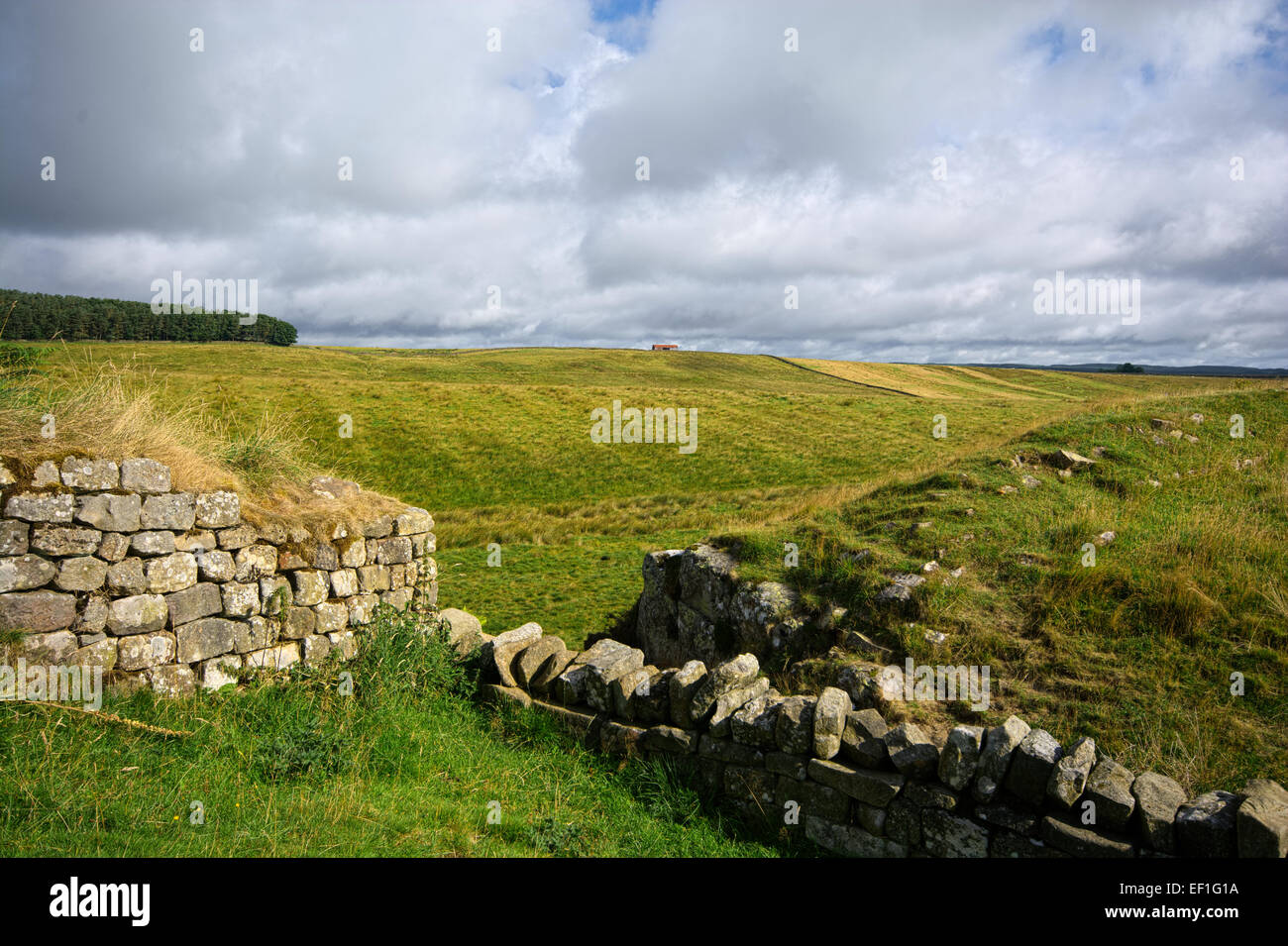 Sycamore Gap on Hardians Wall, Northumberland Stock Photo - Alamy
