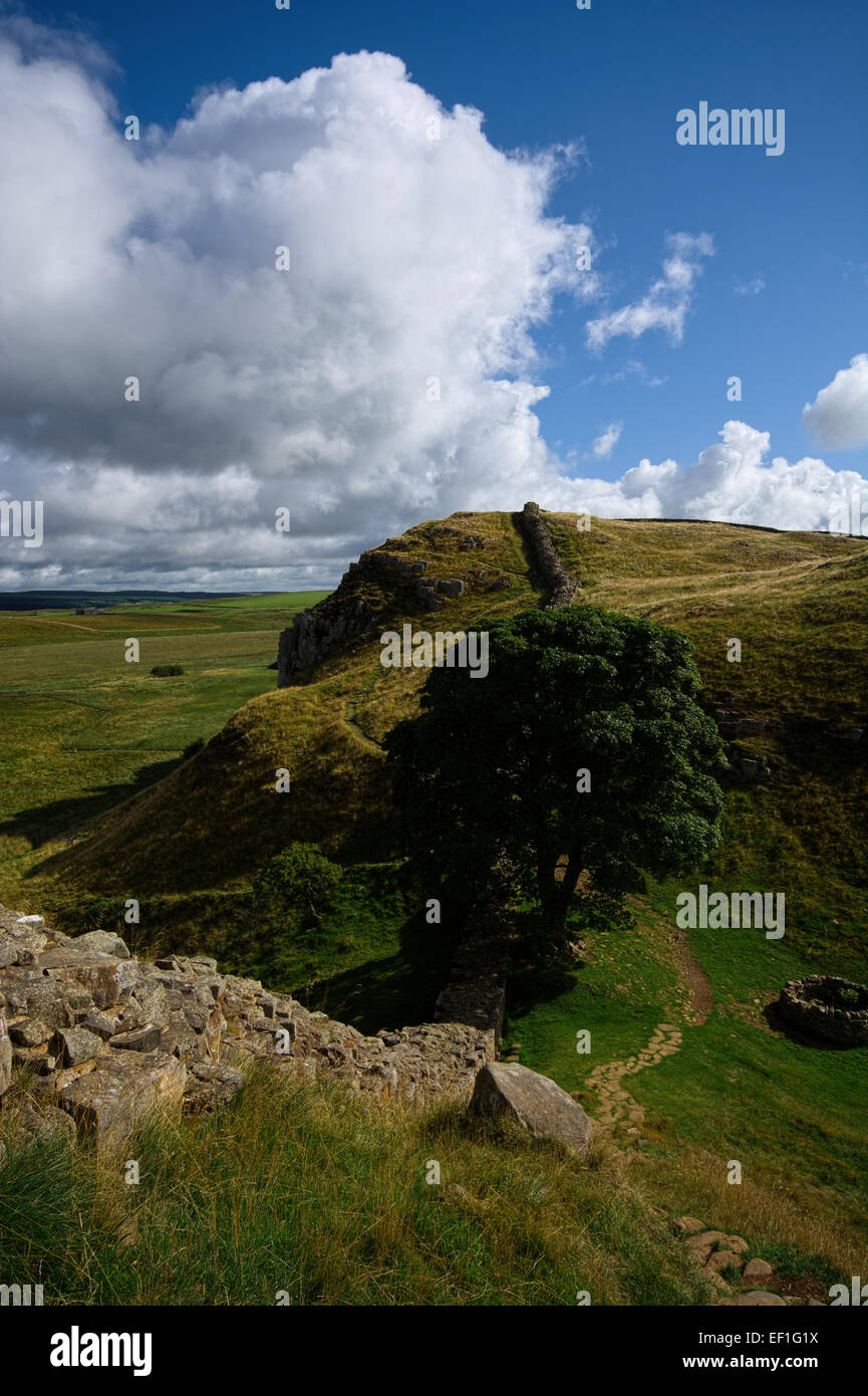 Sycamore Gap on Hardians Wall, Northumberland Stock Photo - Alamy