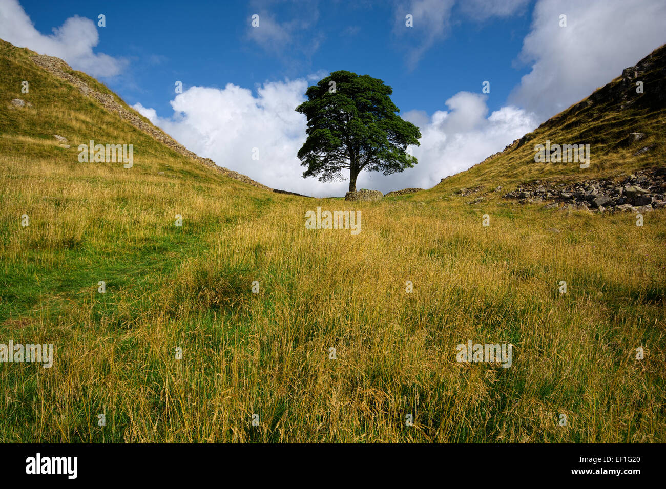 Sycamore Gap on Hardians Wall, Northumberland Stock Photo - Alamy