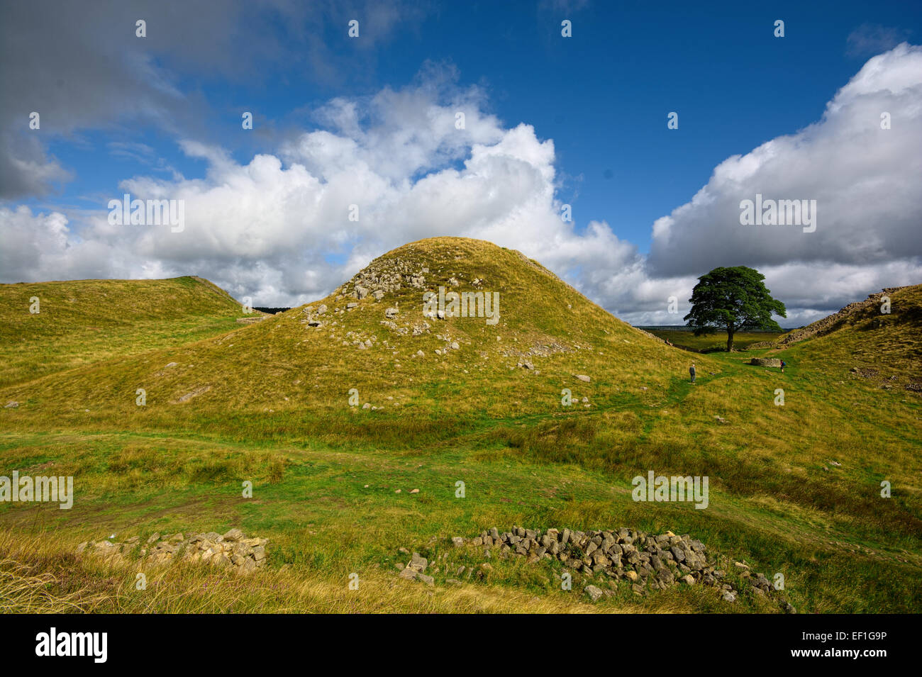 Sycamore Gap on Hardians Wall, Northumberland Stock Photo - Alamy