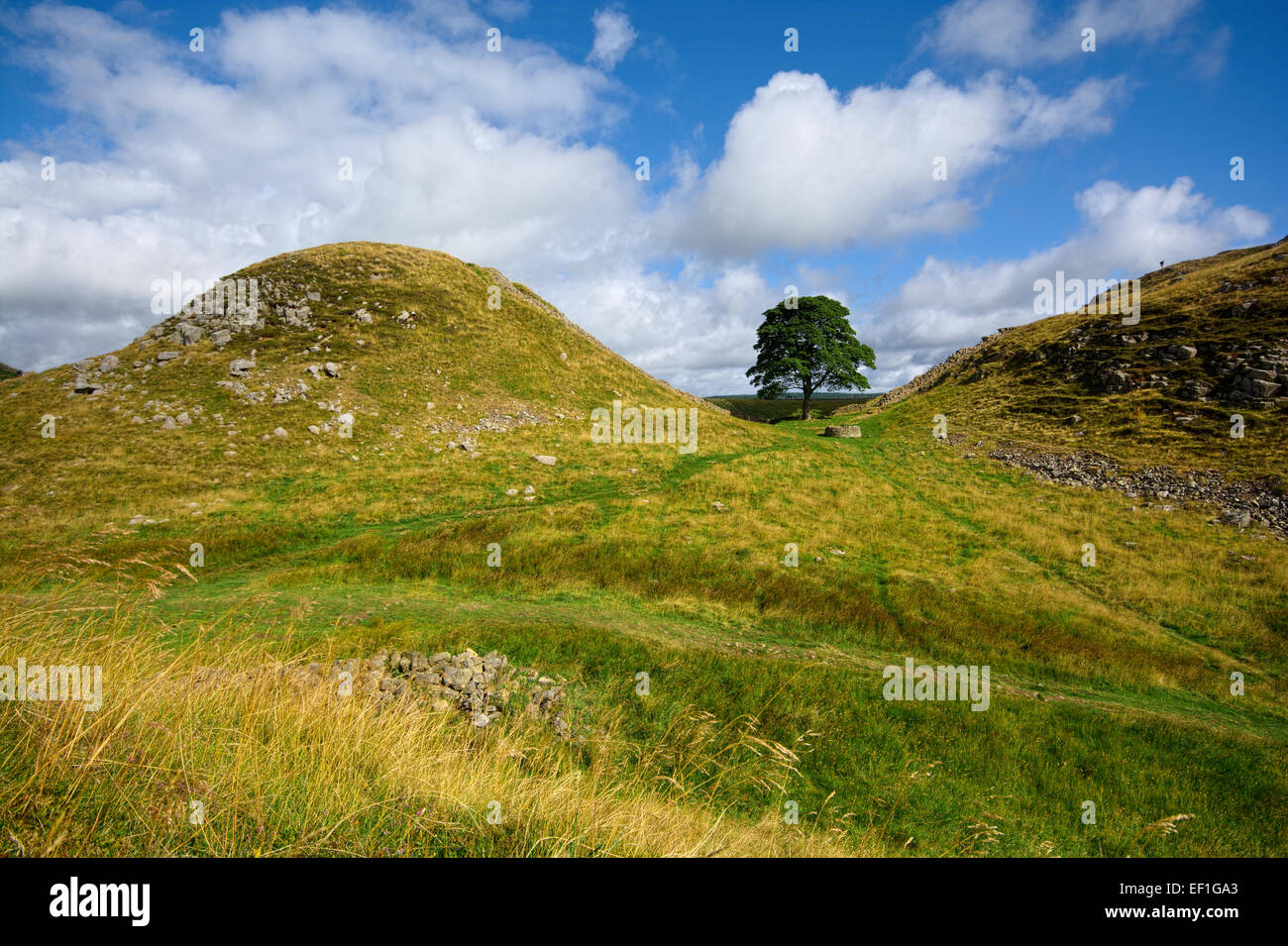 Sycamore Gap on Hardians Wall, Northumberland Stock Photo - Alamy