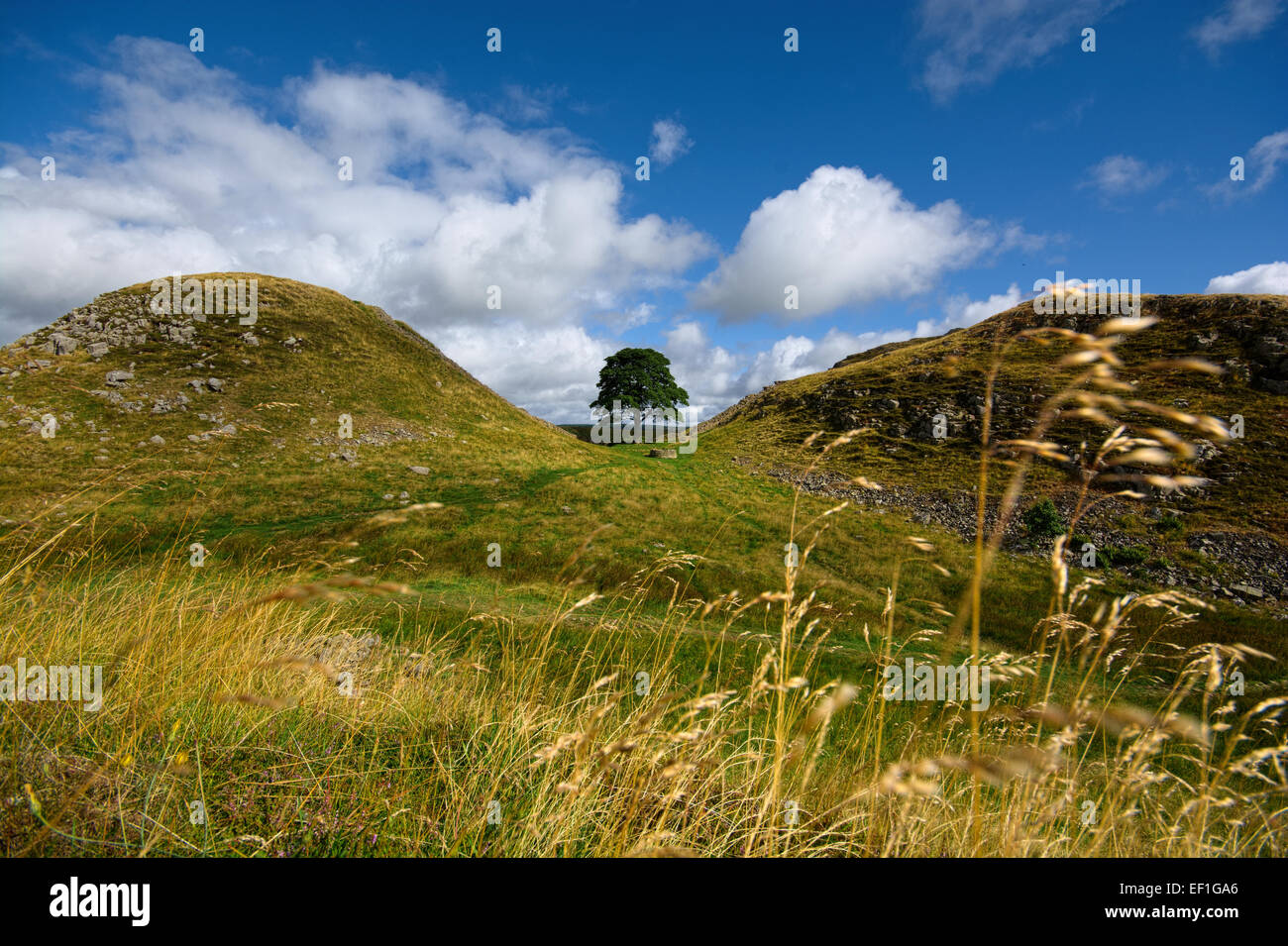 Sycamore Gap on Hardians Wall, Northumberland Stock Photo - Alamy