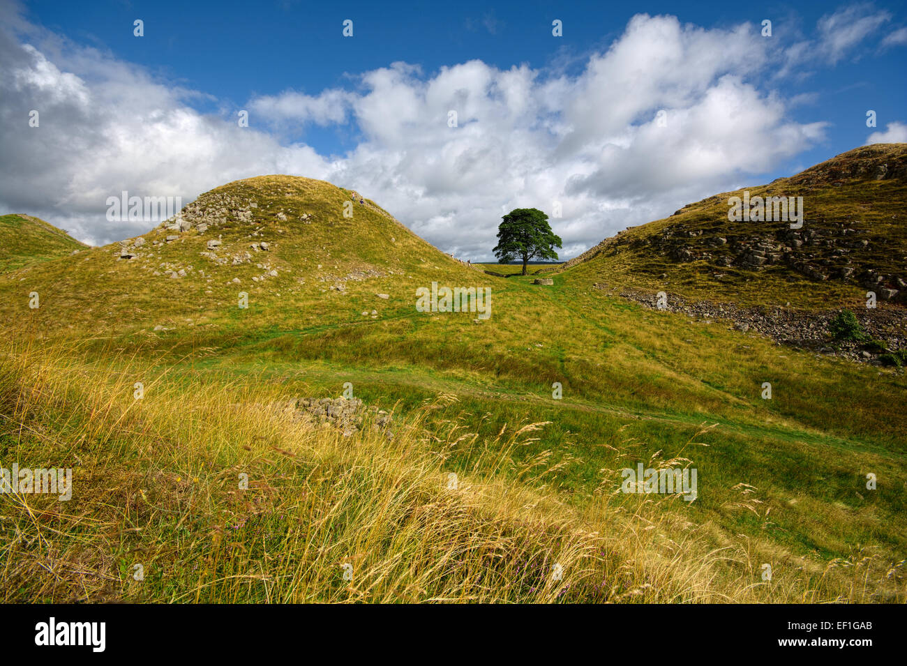 Sycamore Gap on Hardians Wall, Northumberland Stock Photo - Alamy