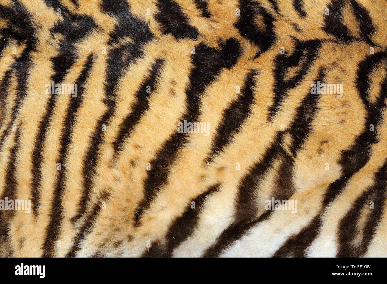 beauty of real tiger fur, texture of pelt on hunted animal Stock Photo ...