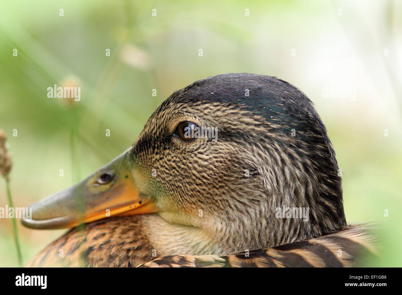 Mallard duck head hi-res stock photography and images - Alamy