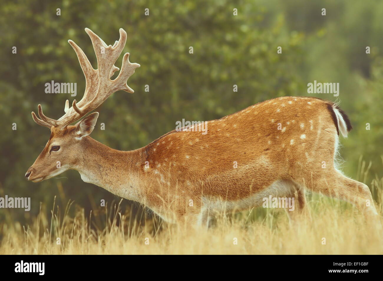 fallow deer buck ( Dama ) passing a glade in summer season Stock Photo ...
