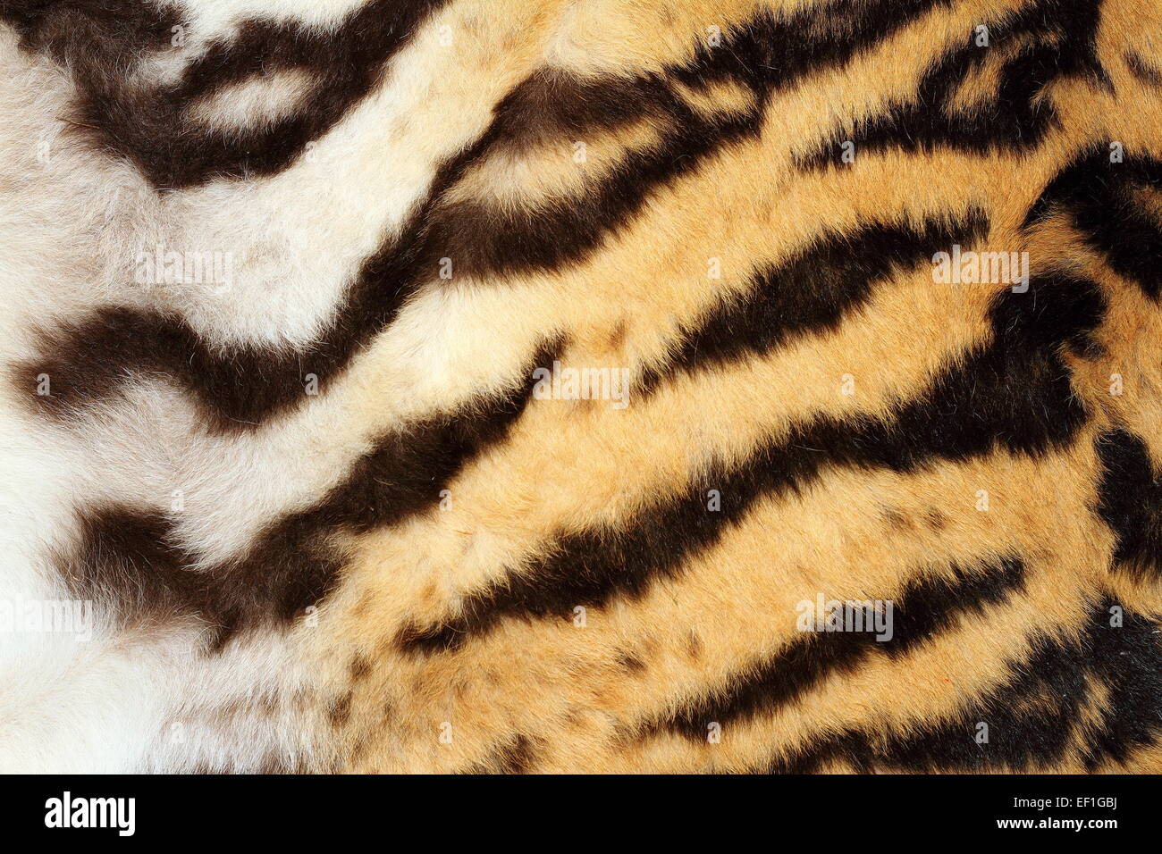 interesting tiger fur detail, real texture on animal Stock Photo - Alamy