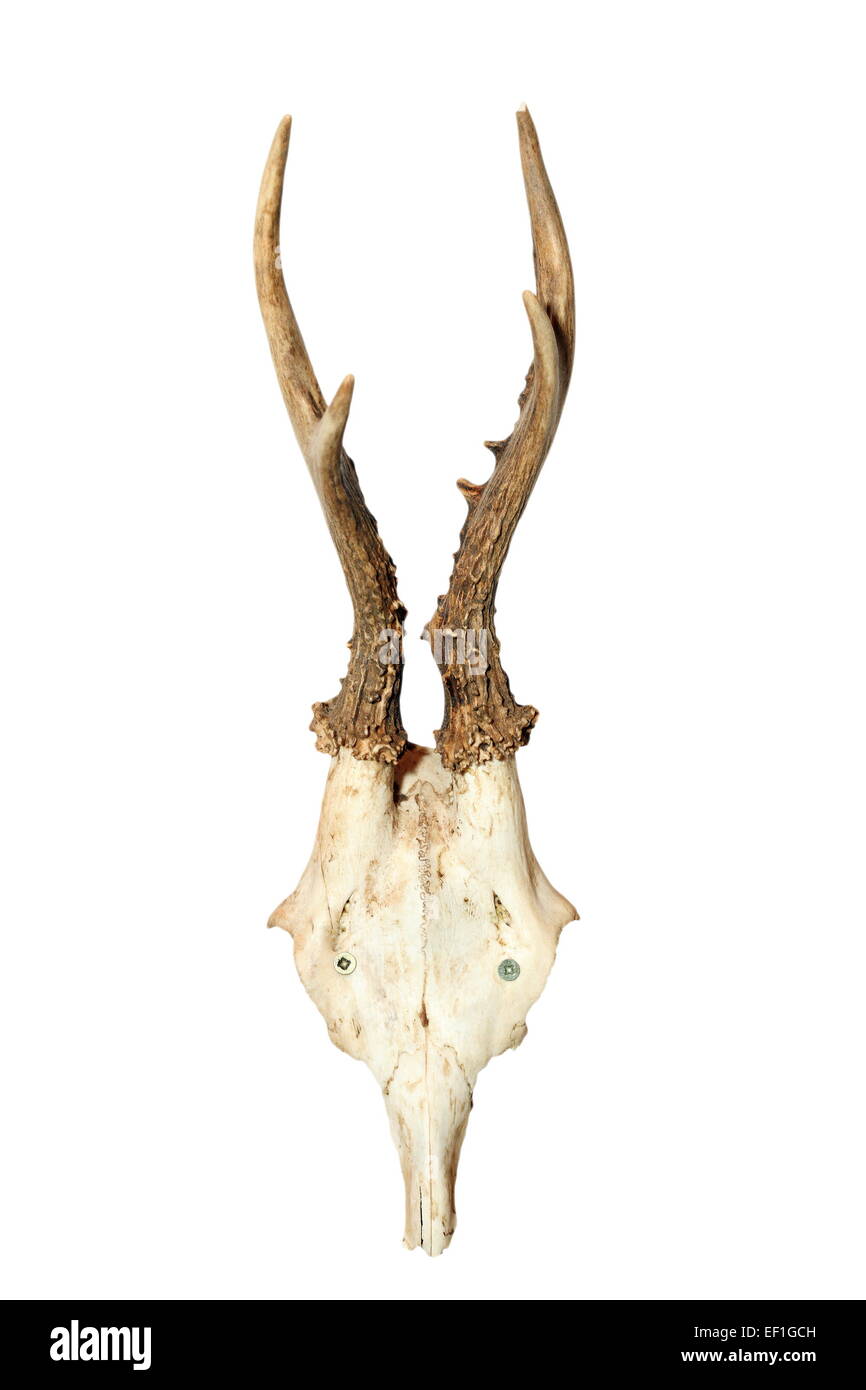 roebuck ( Capreolus ) hunting trophy isolated over white background ...