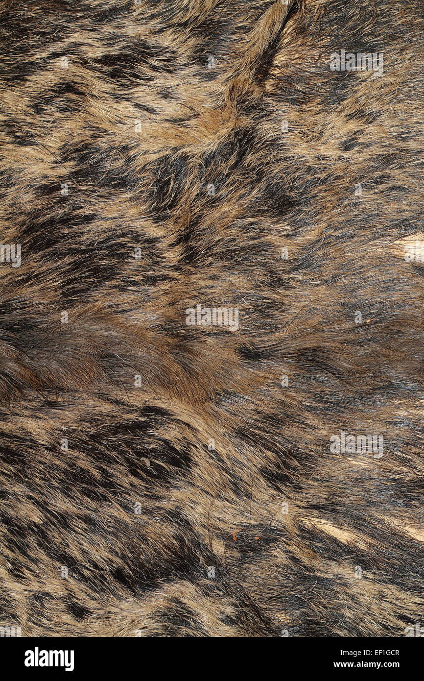 Texture skin wild boar background hi-res stock photography and images ...