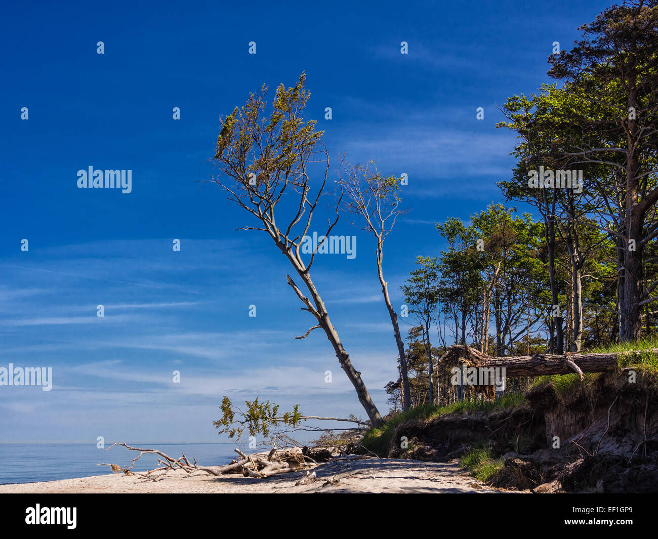 Trees on the Baltic Sea coast Stock Photo - Alamy