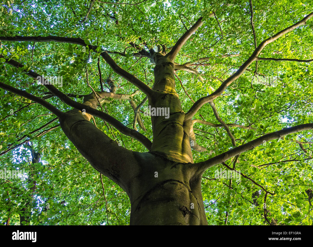 A tree with green leaves Stock Photo - Alamy