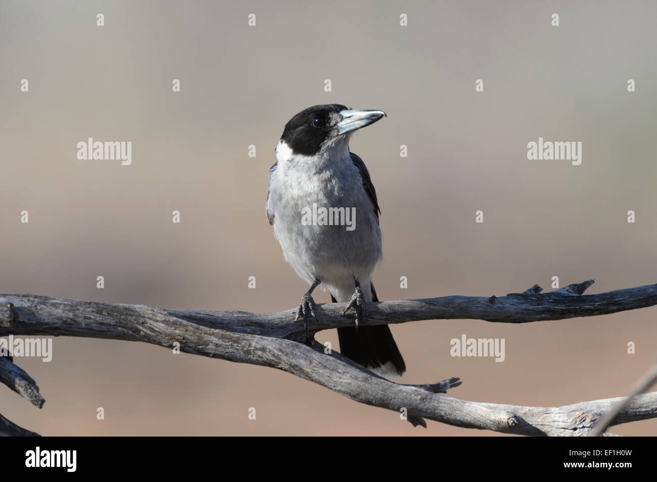 Grey Butcherbird (Cracticus torquatus), Gluepot, South Australia, SA ...
