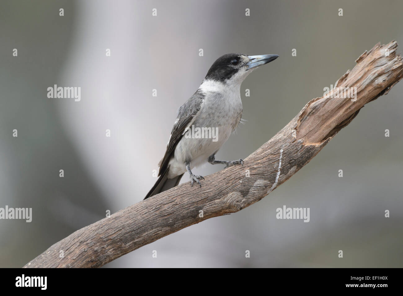 Grey Butcherbird (Cracticus torquatus), Gluepot, South Australia, SA ...