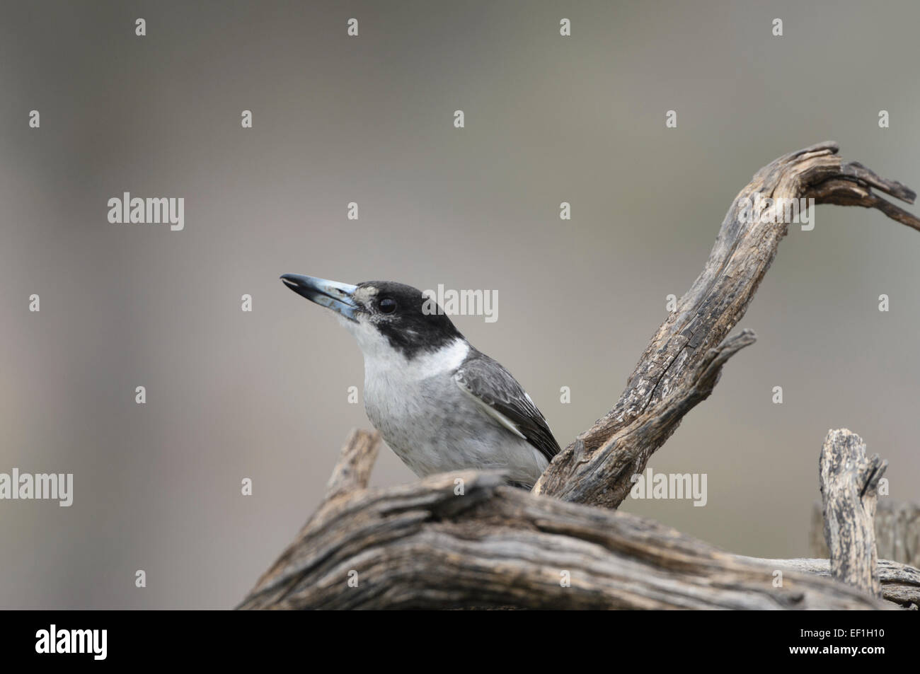 Grey Butcherbird (Cracticus torquatus), Gluepot, South Australia, SA ...