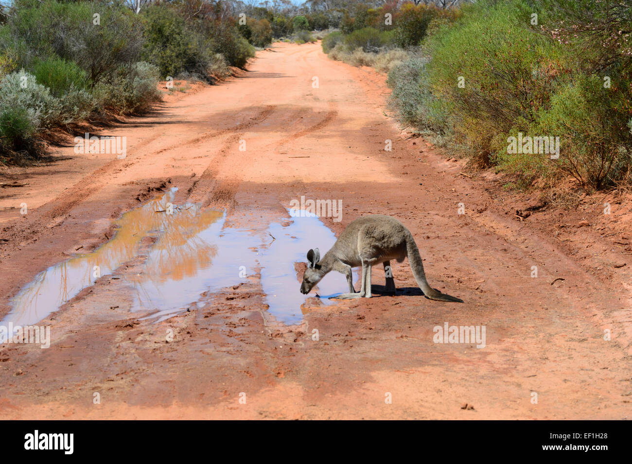 Kangaroo drinking from a puddle, Gluepot, South Australia Stock Photo ...