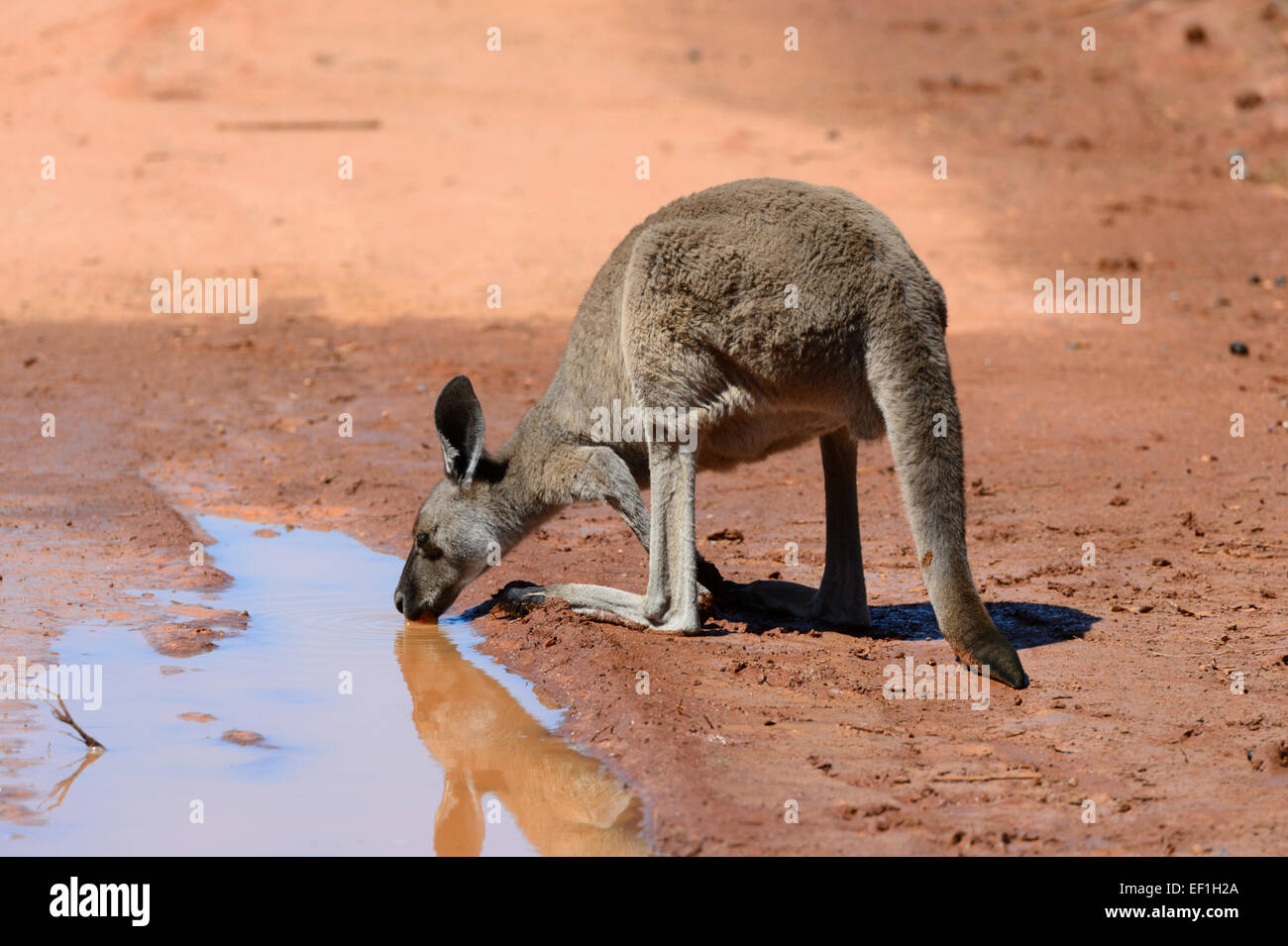 Kangaroo drinking from a puddle, Gluepot, South Australia Stock Photo ...