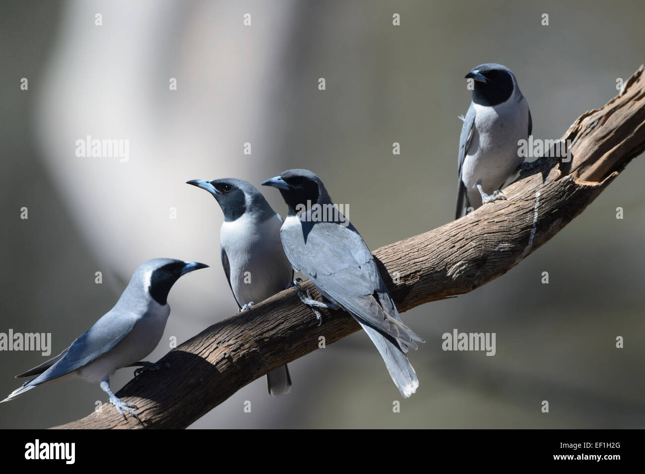 Masked Woodswallow (Artamus personatus), Gluepot, South Australia, SA ...