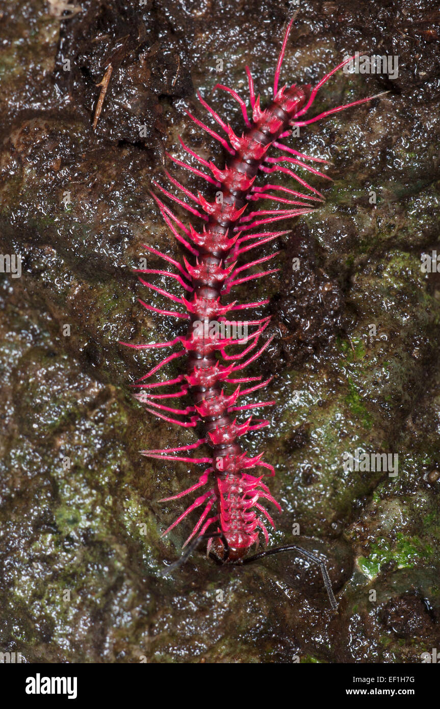 Pink Dragon Millipede
