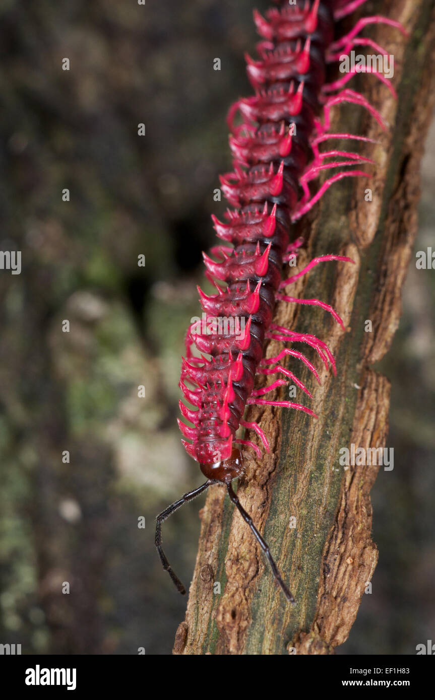 THE SHOCKING PINK DRAGON MILLIPEDE, DESMOXYTES PURPUROSEA Stock Photo ...