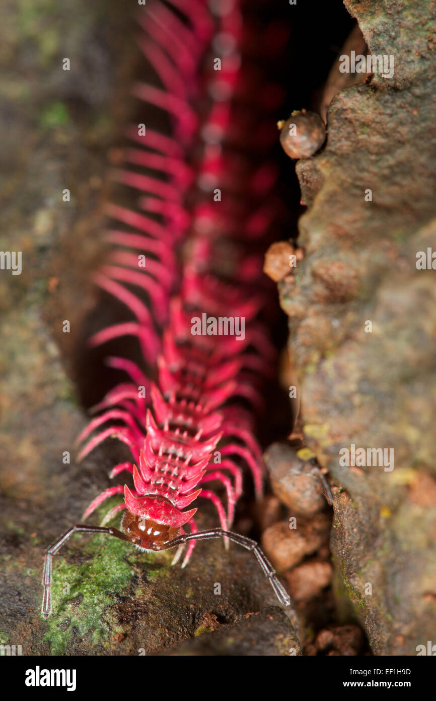 Pink Dragon Millipede