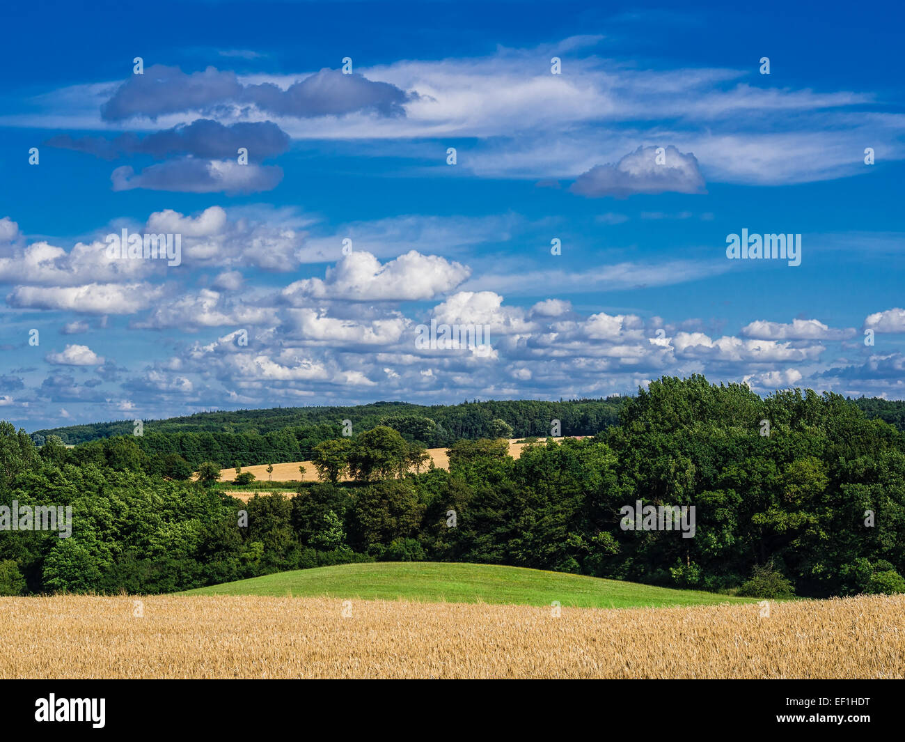 Landscape in the summer Stock Photo - Alamy