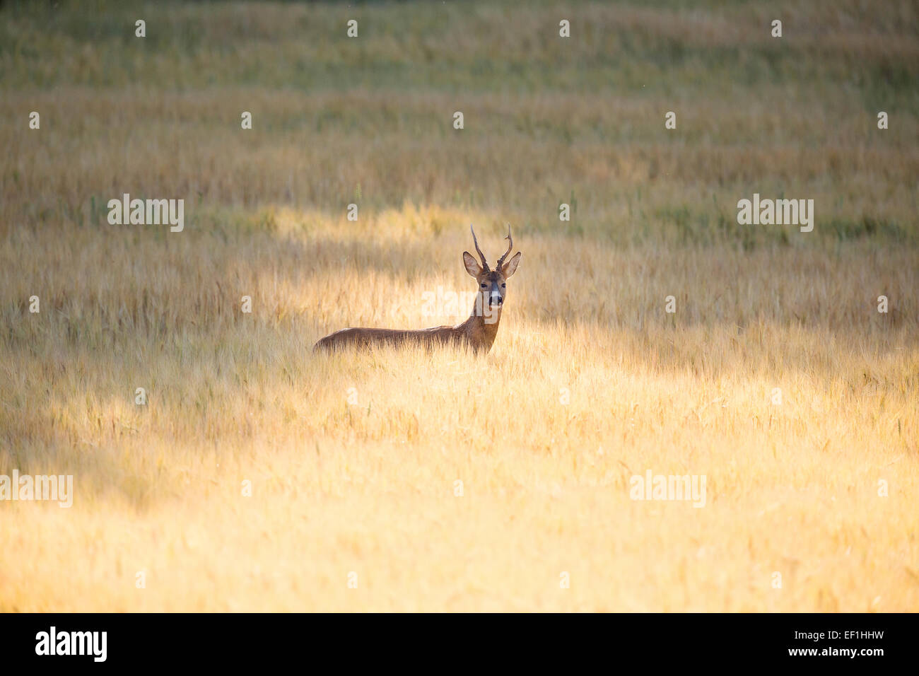 Roe animal hi-res stock photography and images - Alamy