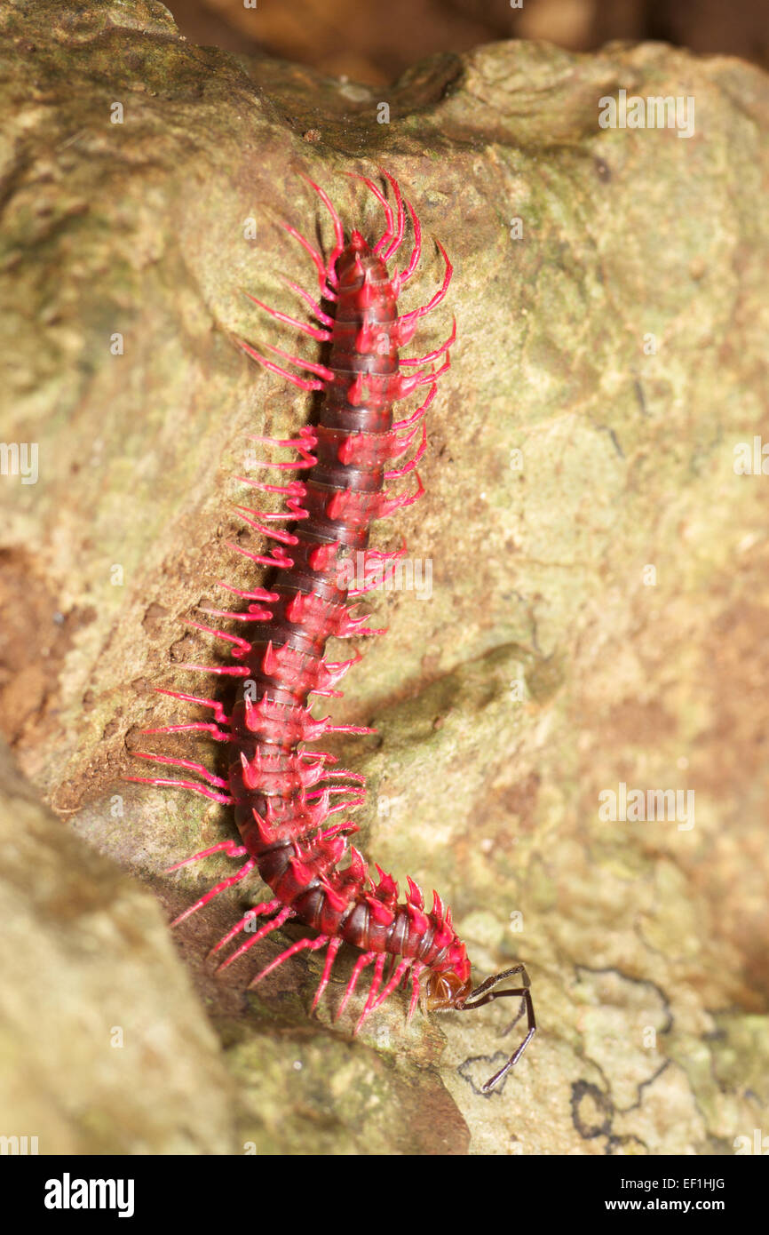 Shocking Pink Dragon Millipede High Resolution Stock Photography and ...