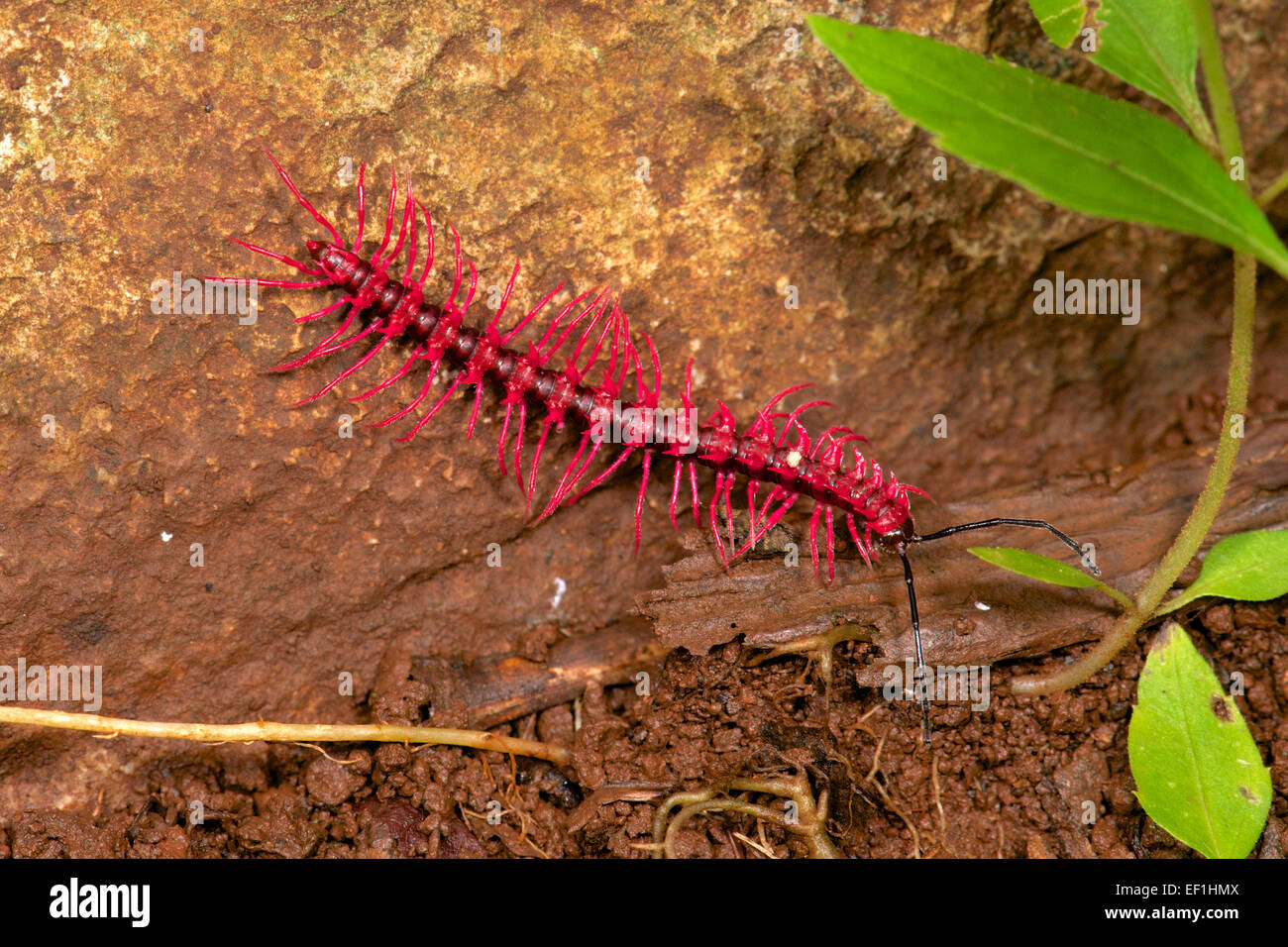 THE SHOCKING PINK DRAGON MILLIPEDE, DESMOXYTES PURPUROSEA Stock Photo ...