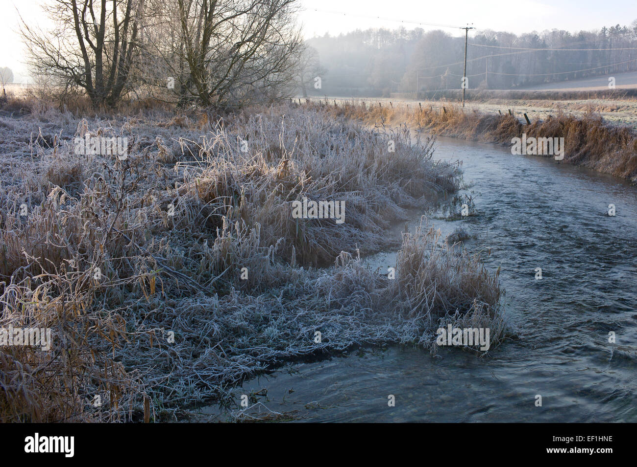 Frost on a winter morning beside the Bourne Rivulet, a tributary of the ...