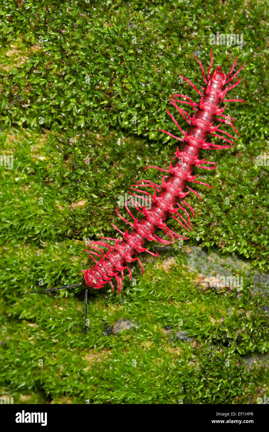 Shocking Pink Dragon Millipede High Resolution Stock Photography and ...