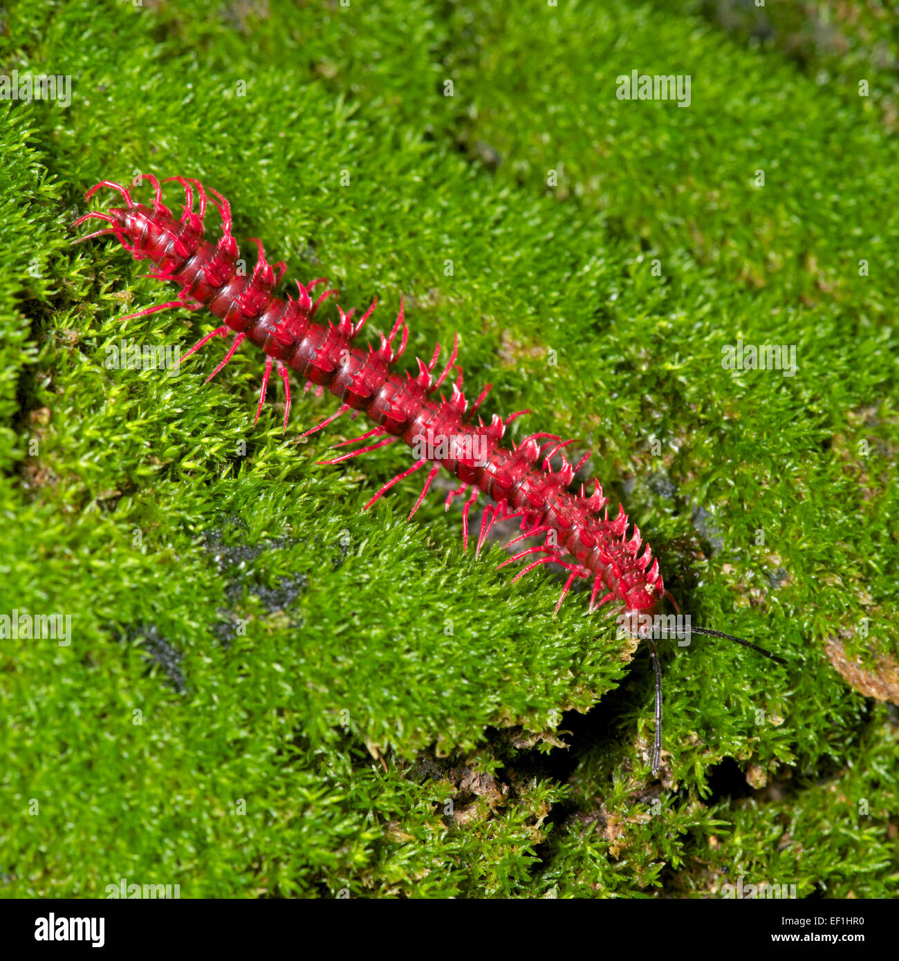 Shocking Pink Dragon Millipede High Resolution Stock Photography and ...