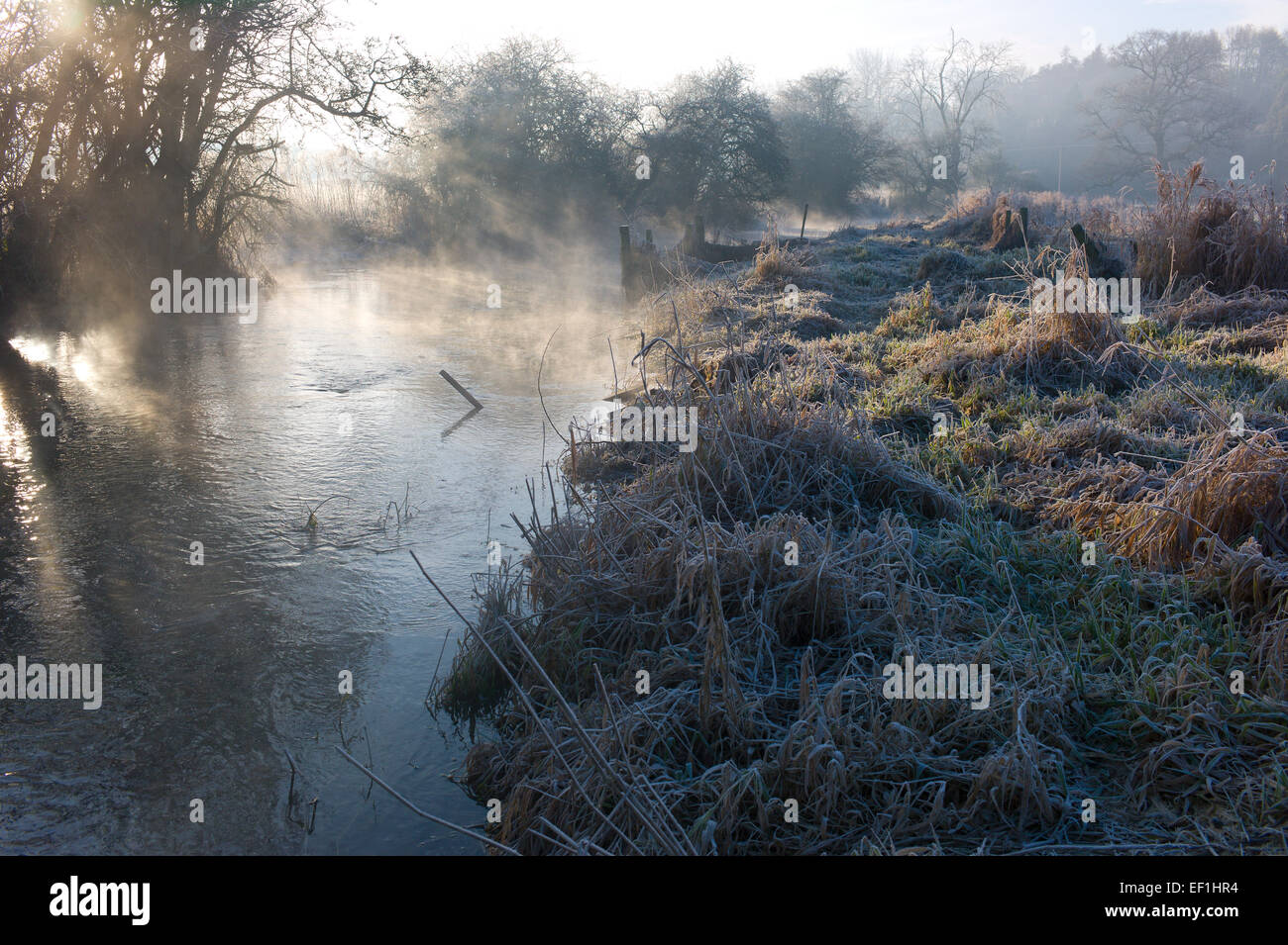 Frost on a winter morning beside the Bourne Rivulet, a tributary of the ...