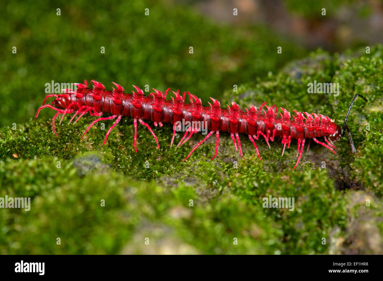 Dragon Millipede High Resolution Stock Photography and Images - Alamy