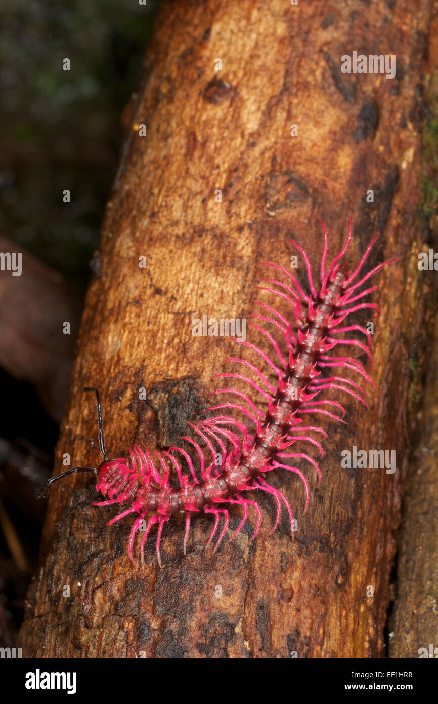 THE SHOCKING PINK DRAGON MILLIPEDE, DESMOXYTES PURPUROSEA Stock Photo ...