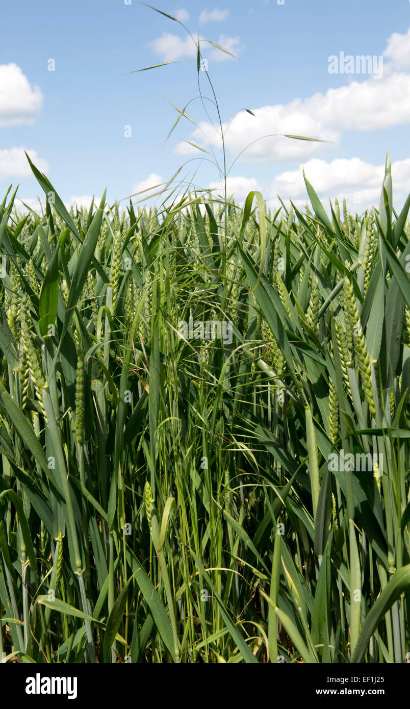 Barren brome, Bromus sterilis, flowering inflorescences in a wheat crop ...