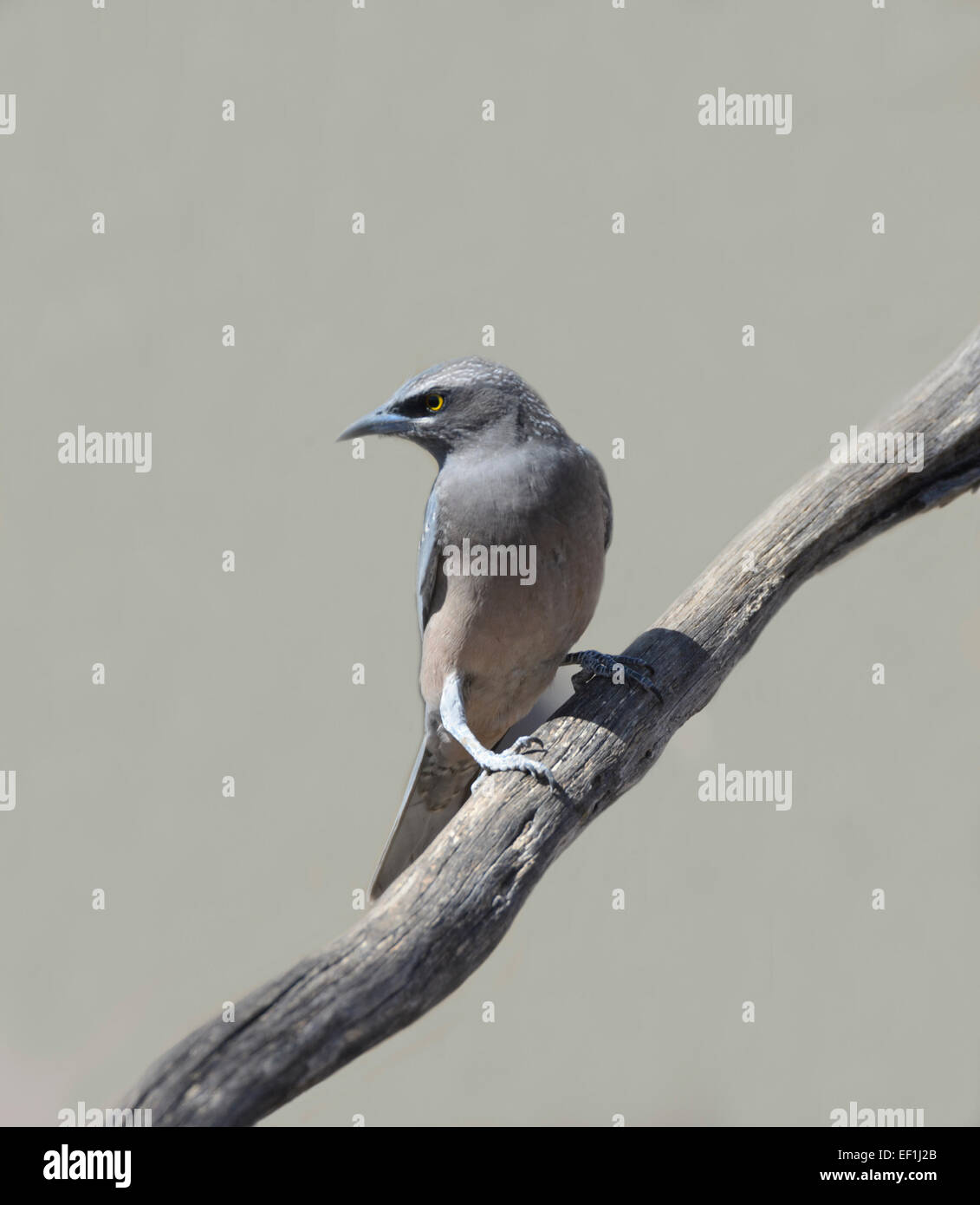 Juvenile Masked Woodswallow (Artamus personatus), Gluepot, South ...