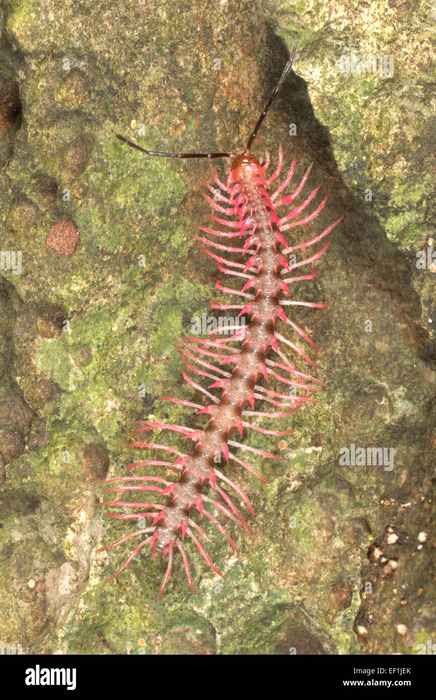 Shocking Pink Dragon Millipede (Desmoxytes purpurosea) is a spiny and ...