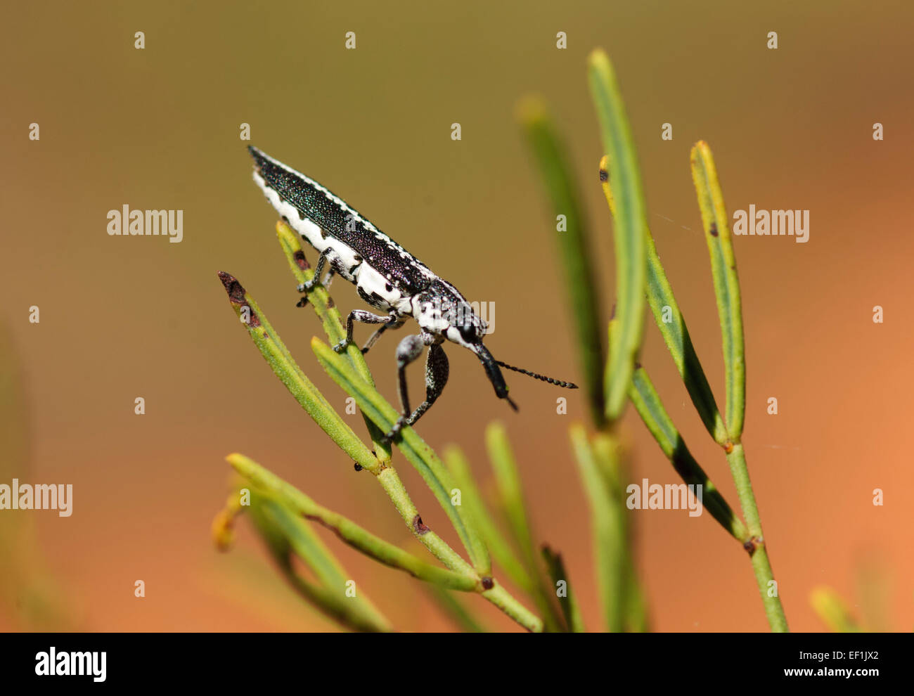 South australian beetles High Resolution Stock Photography and Images ...