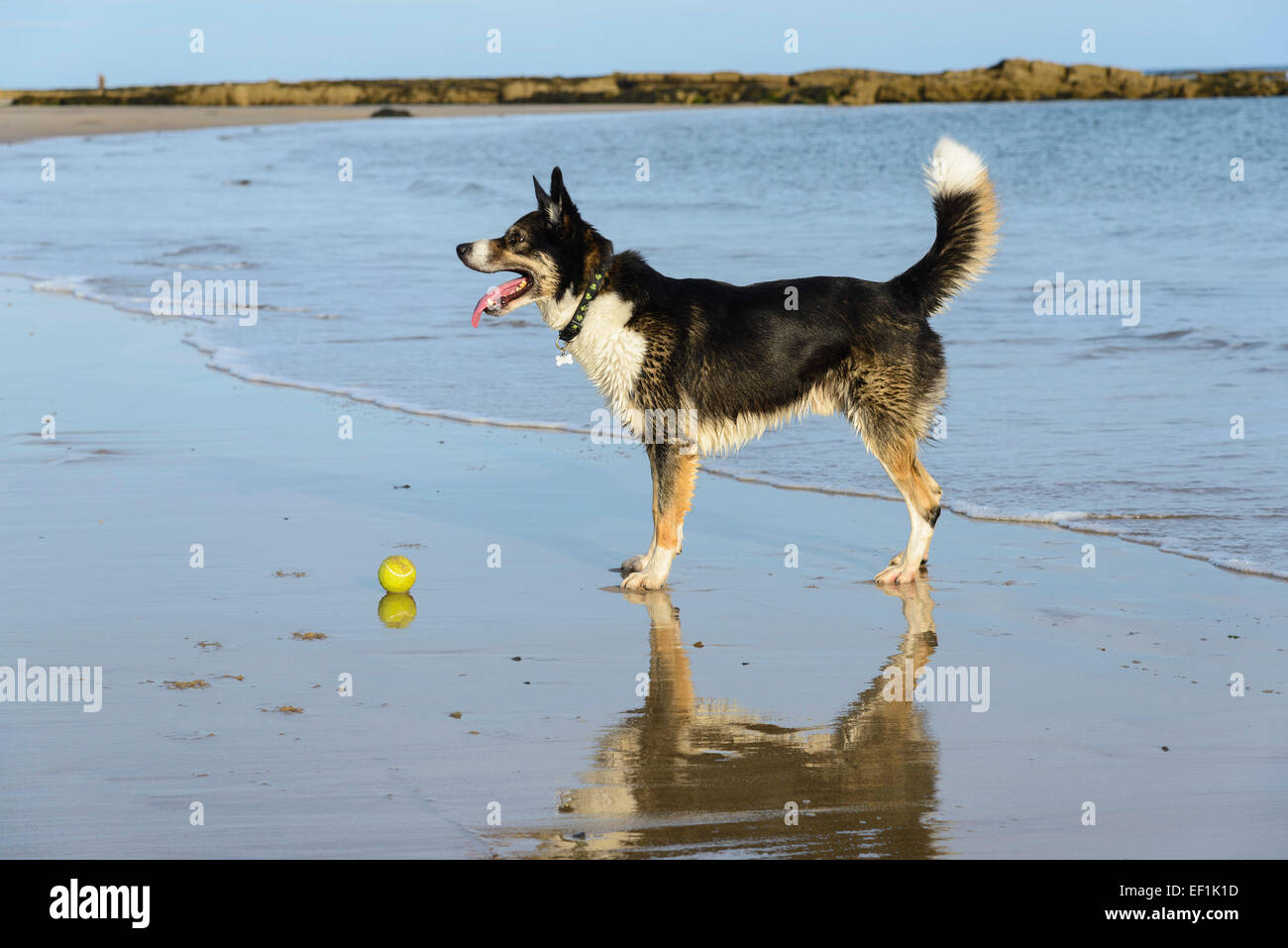 English border collie hi-res stock photography and images - Alamy