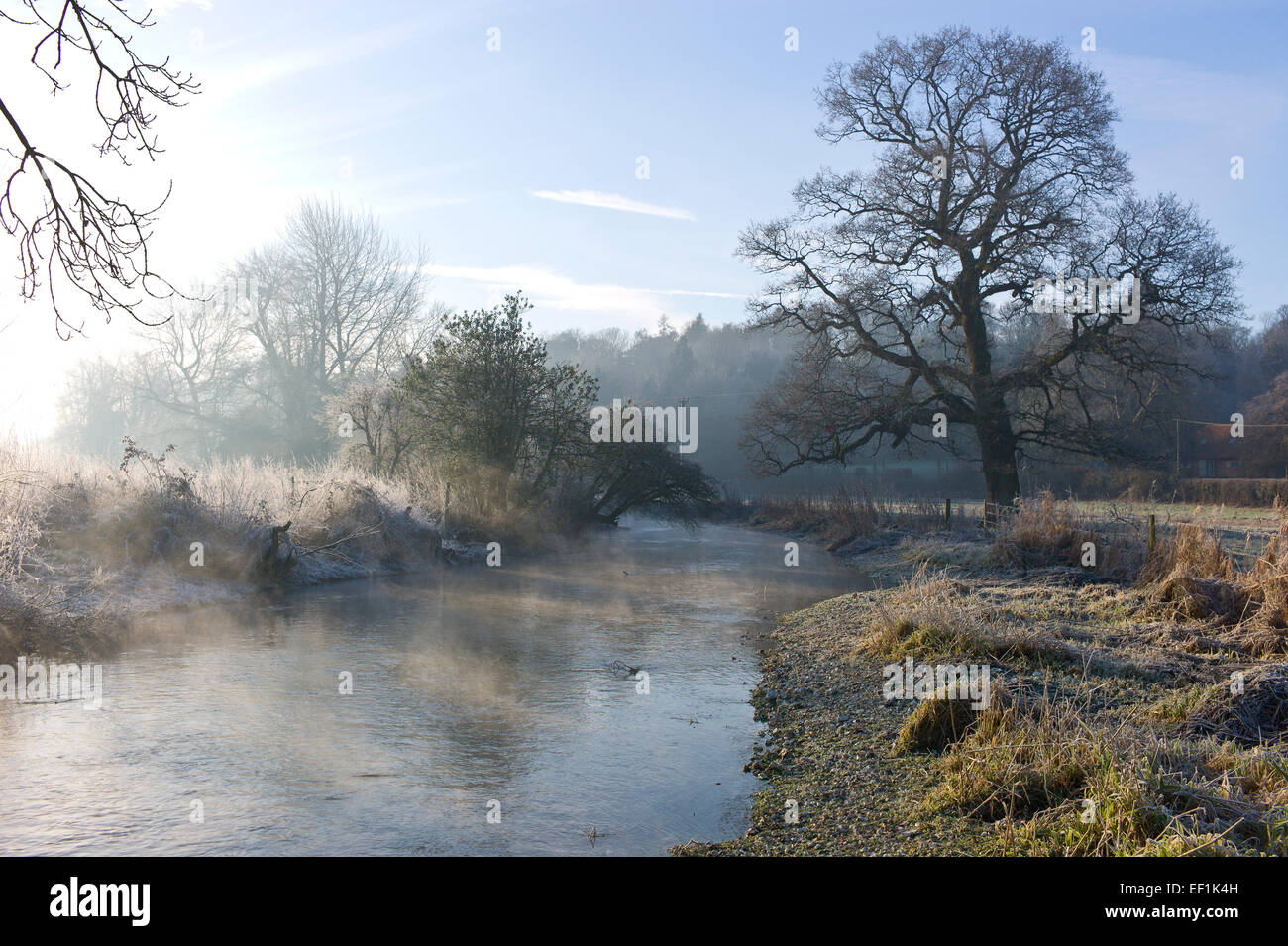 Frost on a winter morning beside the Bourne Rivulet, a tributary of the ...