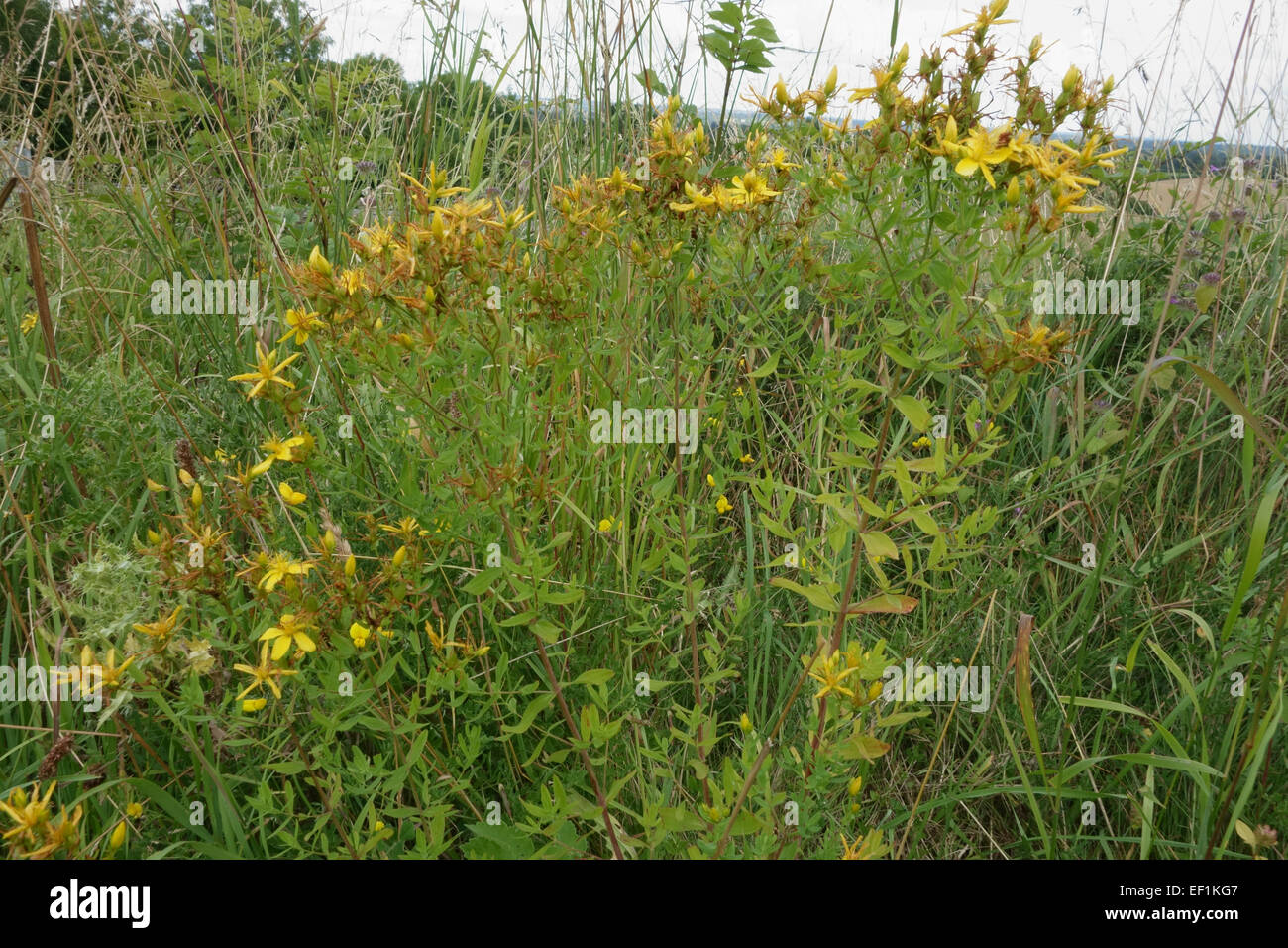 St John's wort, Hypericum perforatum, flowering and seeding in a ...