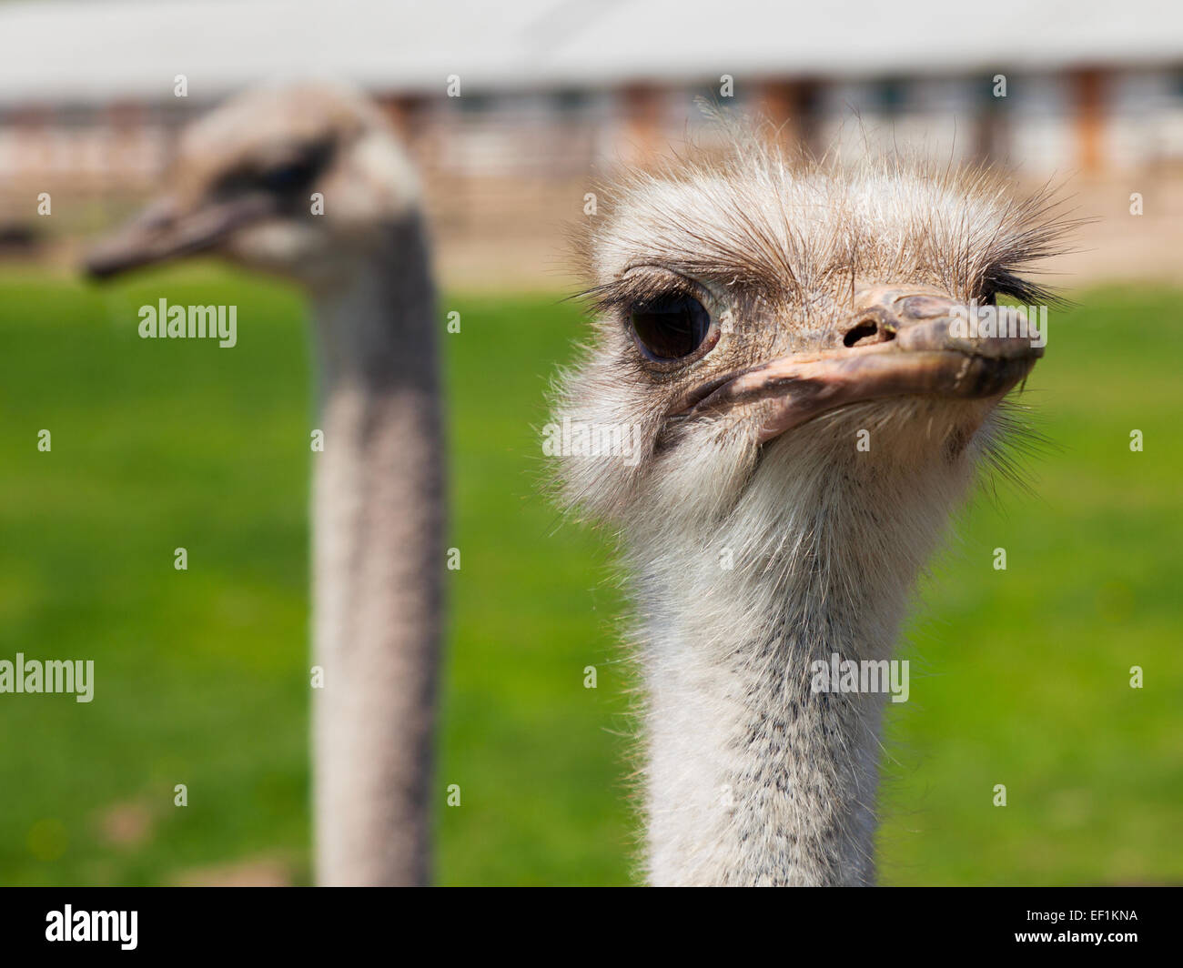 Ostrich farming hi-res stock photography and images - Alamy