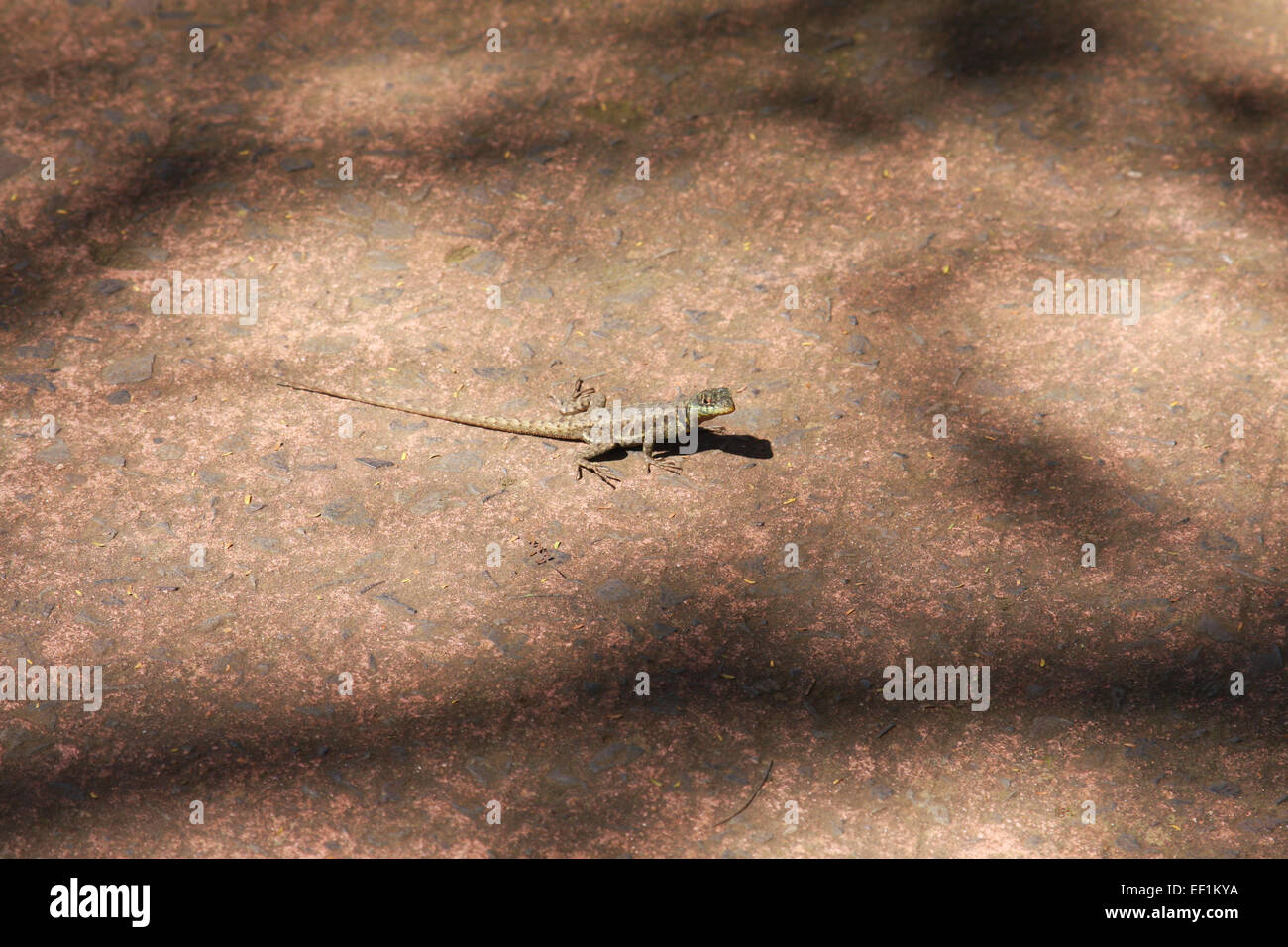 Mottled lizard hi-res stock photography and images - Alamy