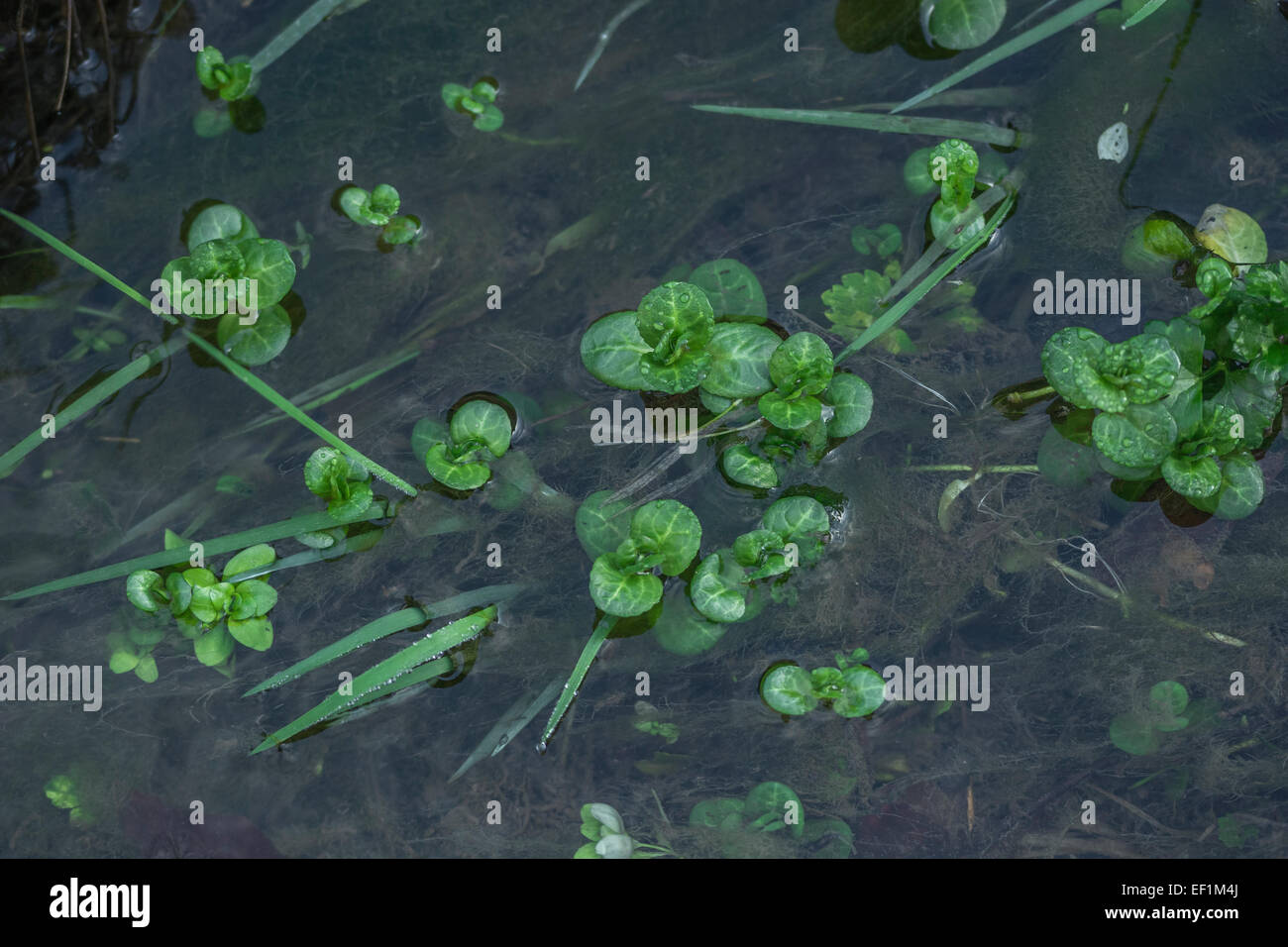 Brooklime / Veronica beccabunga growing in freshwater stream. A foraged ...