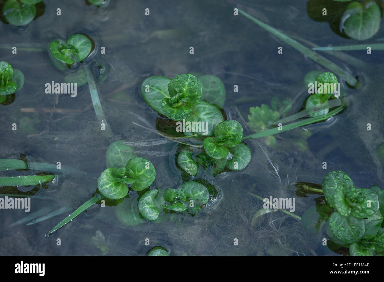 Brooklime / Veronica beccabunga growing in freshwater stream. A foraged ...