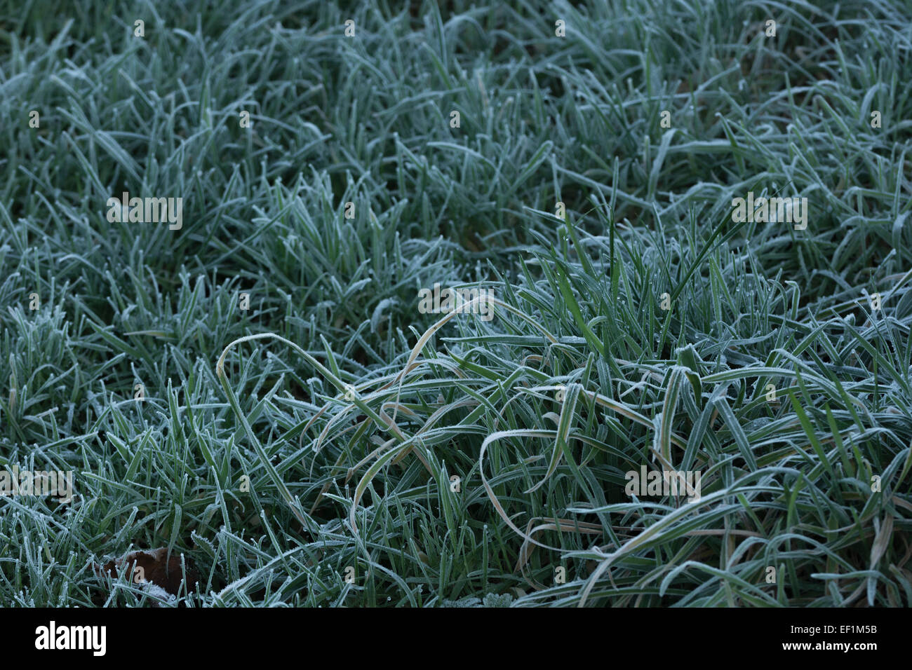 Bitter Grass Stock Photos & Bitter Grass Stock Images - Alamy