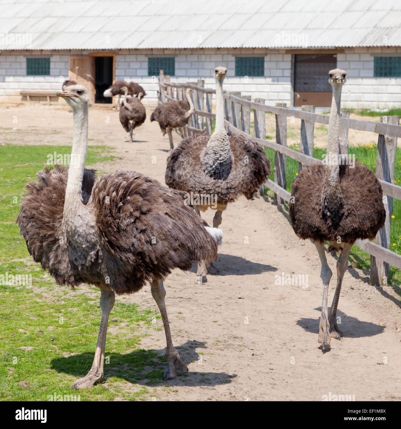 young african black ostriches in farm Stock Photo - Alamy