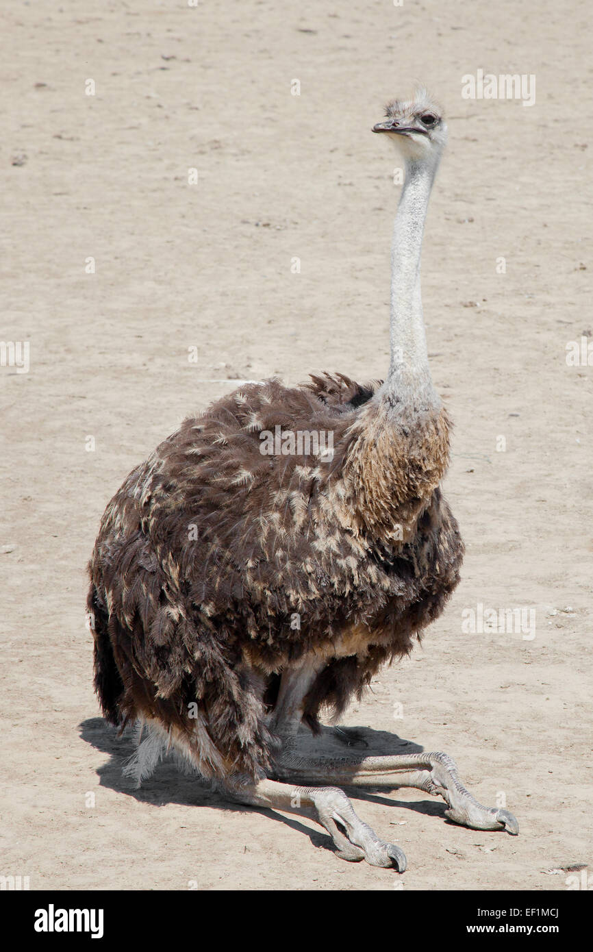 Ostrich Wings High Resolution Stock Photography and Images - Alamy