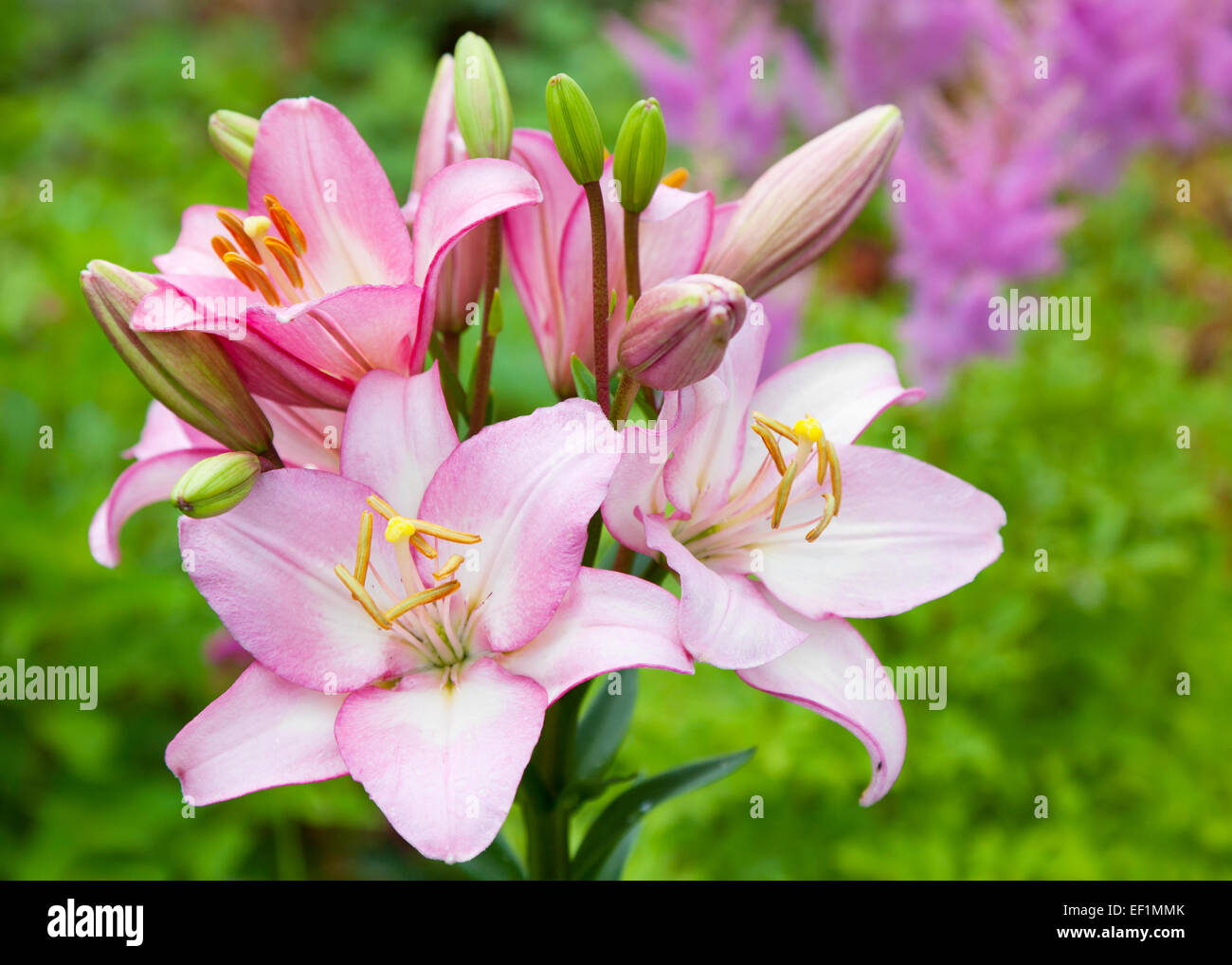 Pink lilies flower closeup hi-res stock photography and images - Alamy